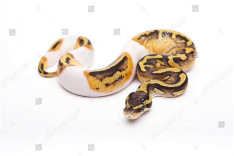 Royal Python Python Regius Pastel Piebald Editorial Stock Photo Stock Image Shutterstock