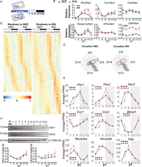 Daily Exercise Remodels The Skeletal Muscle Circadian Transcriptome Download Scientific