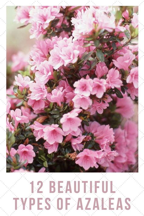 12 Different Types Of Azaleas And Why They Re Good For Your Garden