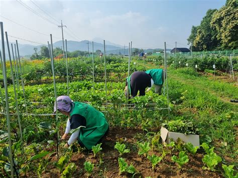 도시농업분과위원회 건강한 밥상과 탄소제로를 위한 텃밭 가꾸기 및 공유냉장고 채소 나눔 230613 광주시지속가능발전협의회