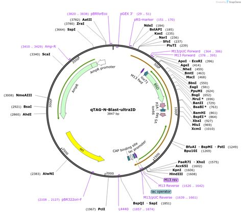 Addgene Qtag N Blast Ultraid