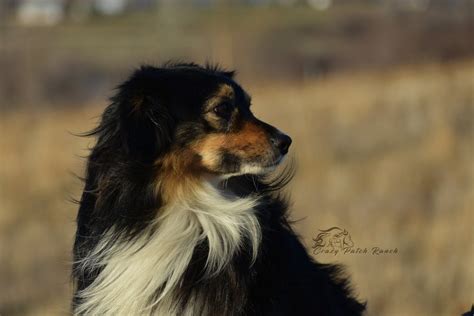 Crazy Patch Sires — Crazy Patch Ranch