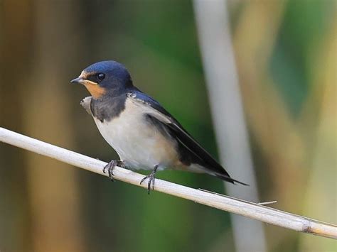 Megérkezett Az Első Füsti Fecske Cenweb Magazin