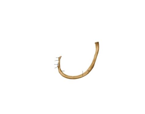 Rib Classification Quiz