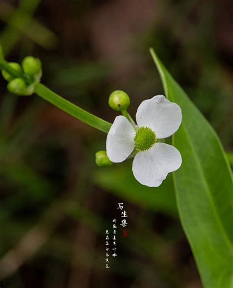 慈姑花