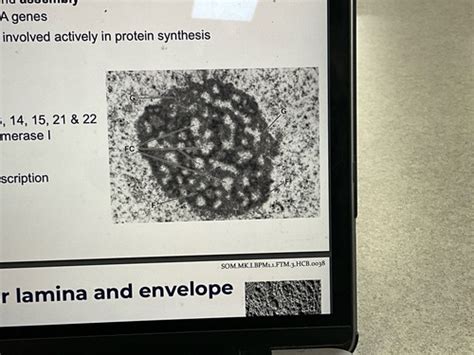 Organelles Flashcards Quizlet