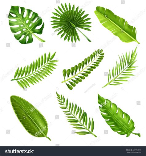 Collection Of Green Decorative Elements In Realistic Style Showing Different Shapes Of Tropical