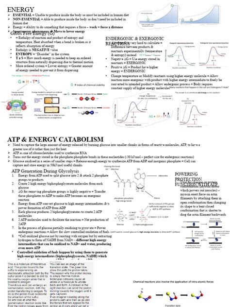 Atp And Energy Metabolism Pdf Adenosine Triphosphate Adenosine Diphosphate