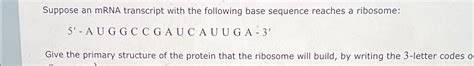 Solved Suppose An MRNA Transcript With The Following Base Chegg
