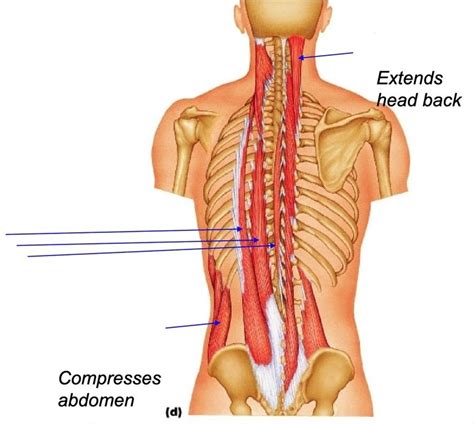 Back Muscles Diagram Quizlet