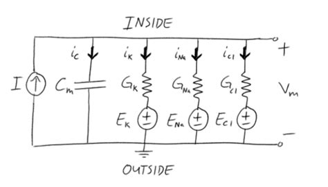 RC Circuit Model Of A Neuron Using The RC Circuit Chegg Com