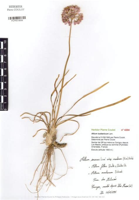 Allium Lusitanicum Lam Société Botanique Doccitanie
