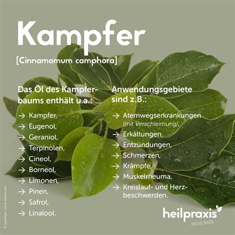Kampfer Kampferbaum Inhaltsstoffe Wirkung Und Anwendung Heilpraxis