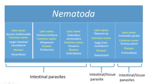 Parasitic Roundworms Nematoda Flashcards Quizlet Parasitic Roundworms Nematoda Flashcards Quizlet