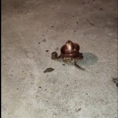 Blessed Frog Rblessedimages Blessed Frog Rblessedimages