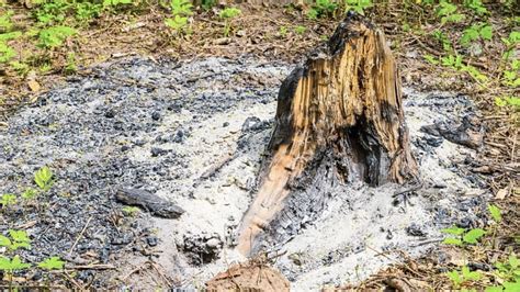 How To Preserve A Tree Stump Why And How