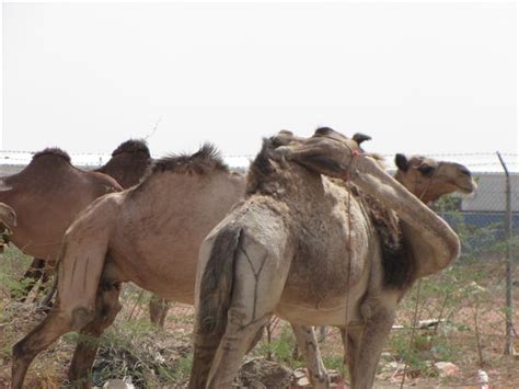 Memorable Meanders Two Headed Camel Memorable Meanders Two Headed Camel