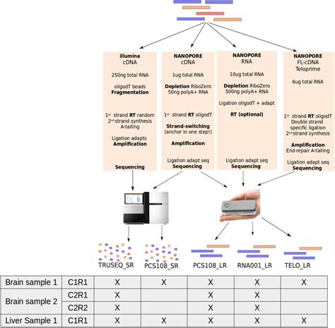Cdna Library Protocol
