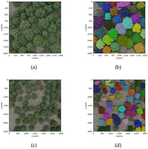 🌳🌳 Tree Crown Segmentation And Diameter At Breast Height Prediction Based On Blendmask In