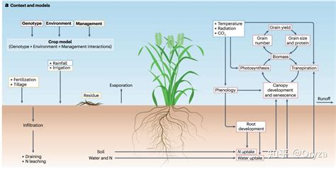 Nature Reviews Earth And Environment 中度胁迫下作物的作物特性和产量影响 知乎