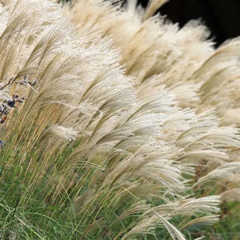 Invasive Tall Grasses