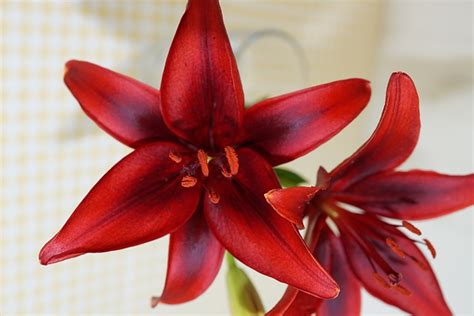 Lily Fleur Bloom Photo Gratuite Sur Pixabay