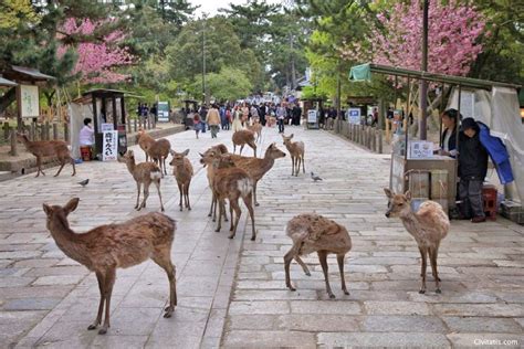 El Parque De Nara Nara Koen Y Sus Ciervos En Libertad Japón Secreto ⛩️