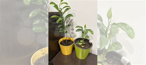 Лимонное дерево купить в Москве Товары для дома и дачи Авито