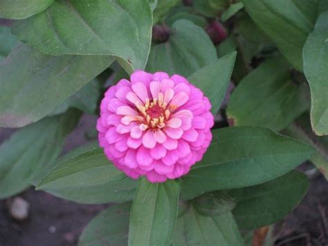 Циннии украсят любой цветник!