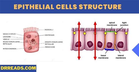 Epithelial Cell Structure