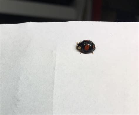 Today I Found A Reverse Ladybug On My Desk R Mildlyinteresting