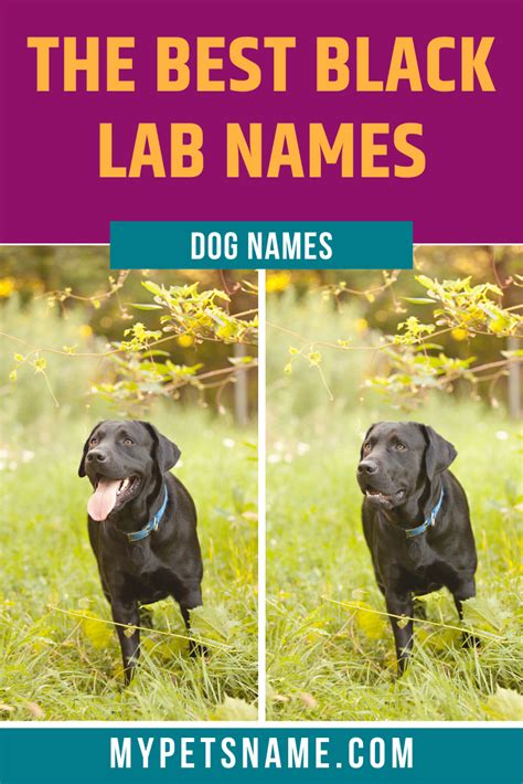 Best Black Lab Names
