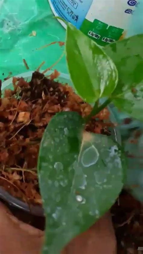 ඇන්තුරියම් Anthuriyam Youtube