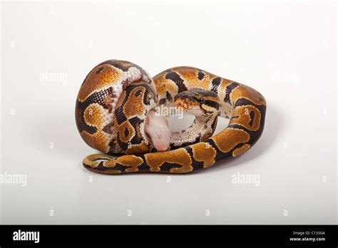 Python feeding Banque de photographies et dimages à haute résolution
