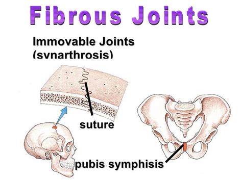 Human Skeletal System Movement And Locomotion