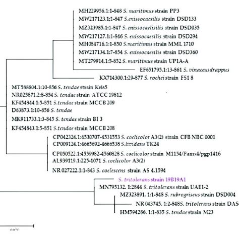 Phylogenetic Tree Using Maximum Likelihood Method And Download