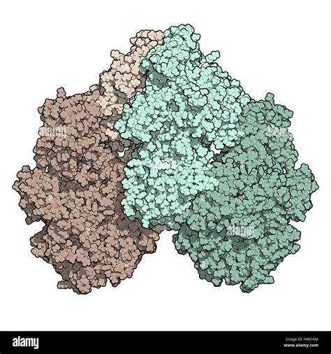 Lactase Enzyme Structure