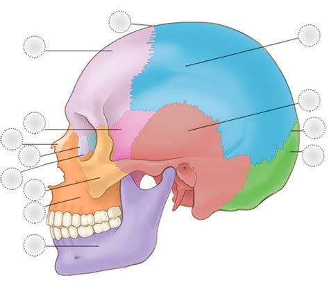 Skull Bones Labeling Quiz