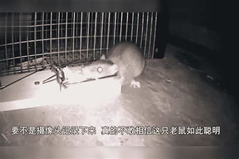 猫抓到一只老鼠并不吃它，老鼠的遭遇却比被吃掉还悲催！