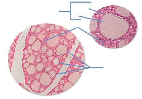 Thyroid Gland Slide Diagram Quizlet