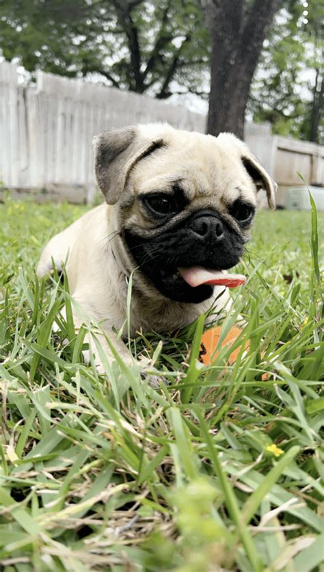 Eddy Likes Grass And Balls Rpugs