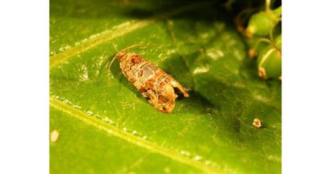 Шарен гроздов молец Български Фермер