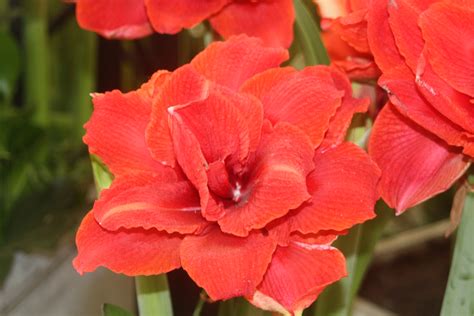 Cherry Nymph Ws Warmenhoven