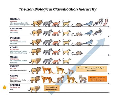 Wild Cat Biological Classification Bigcatswildcats