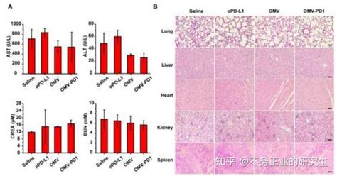 细菌外膜囊泡（omv）体内生物安全性实验（二） 知乎