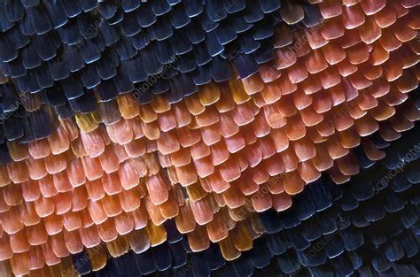 Butterfly Wing Scales Stock Image C011 8171 Science Photo Library