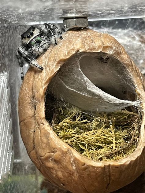 Natural Walnut Shell Jumping Spider Hide Etsy