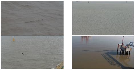 Algaemask An Instance Segmentation Network For Floating Algae Detection