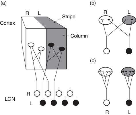 The Development Of Ocular Dominance Columns A The Adult Visual