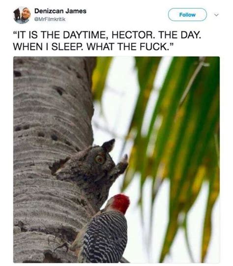 50 Of The Best Bird Memes Posted Online Bored Panda